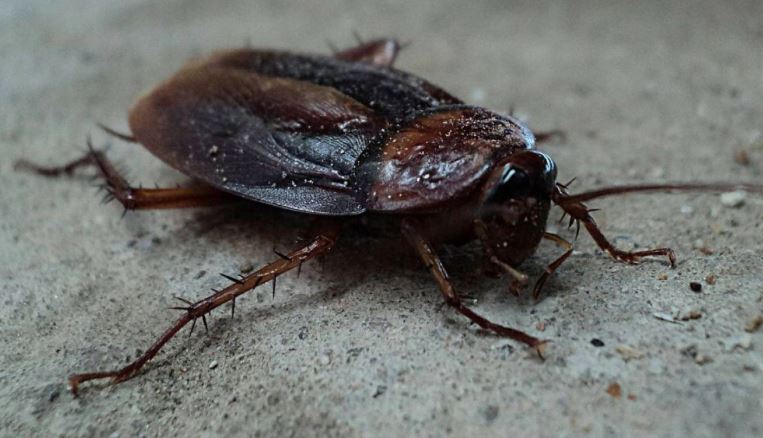 ¡Ponerle el nombre de su ex a una cucaracha ahora es posible! - Q'hubo Cali