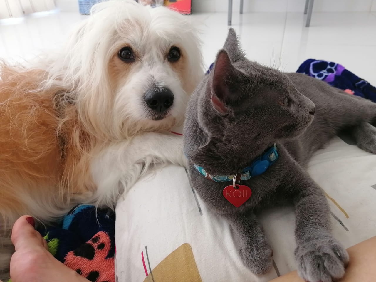 Hoy es el día del perro adoptado ¡Esta es la historia!