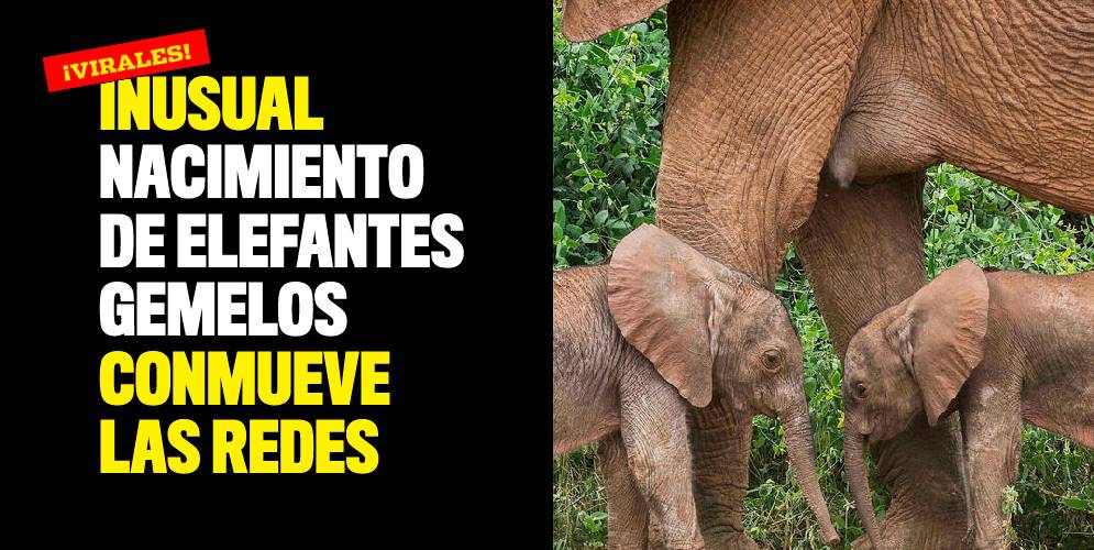Inusual nacimiento de elefantes gemelos conmueve las redes