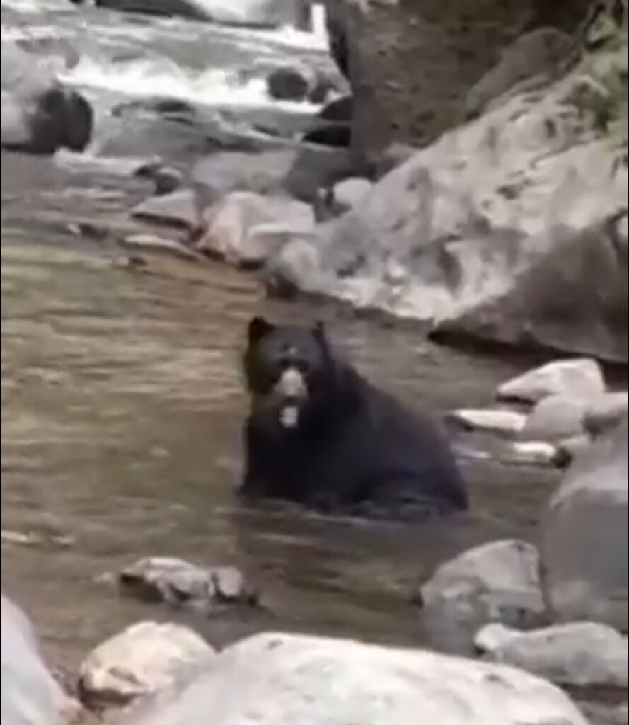 Video viral de un oso de anteojos no ocurrió en el río Pance