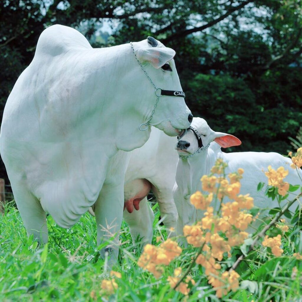 ¿Carne de oro? Venden la vaca más cara del mundo que vale 16 mil ...